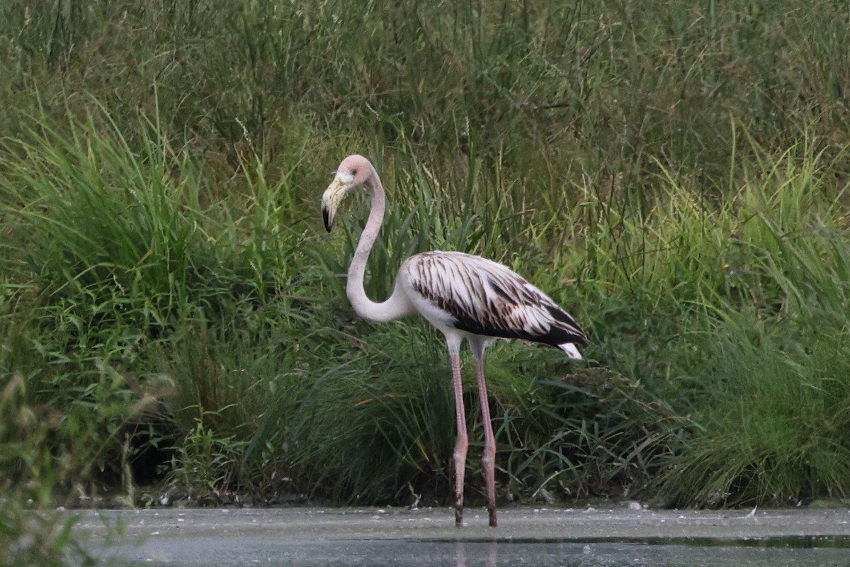 eBird Checklist - 3 Sep 2023 - stakeout American Flamingo 🦩 Pond ...