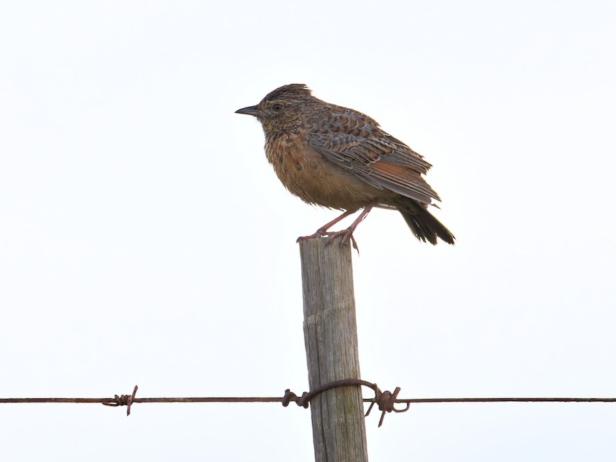 Cape clapper lark (Agulhas) - eBird