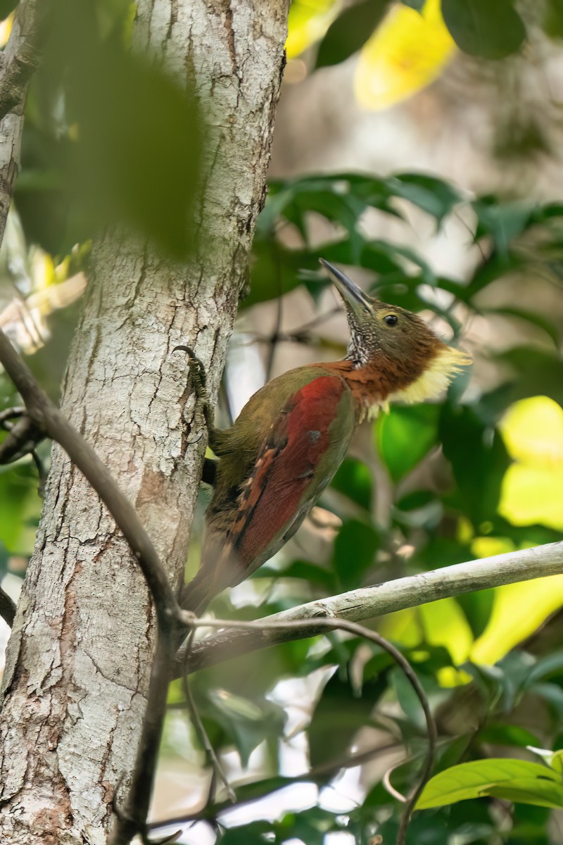 ML608466031 - Checker-throated Woodpecker - Macaulay Library