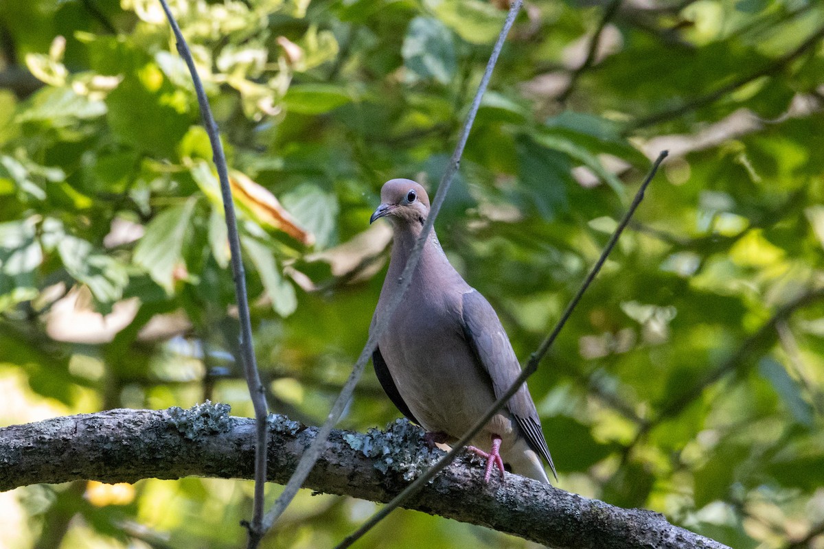eBird Checklist - 4 Sep 2023 - Spring Valley Wildlife Area--South ...