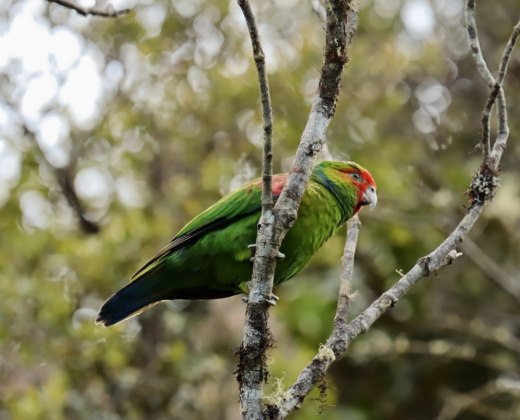 ML608518965 - Red-faced Parrot - Macaulay Library