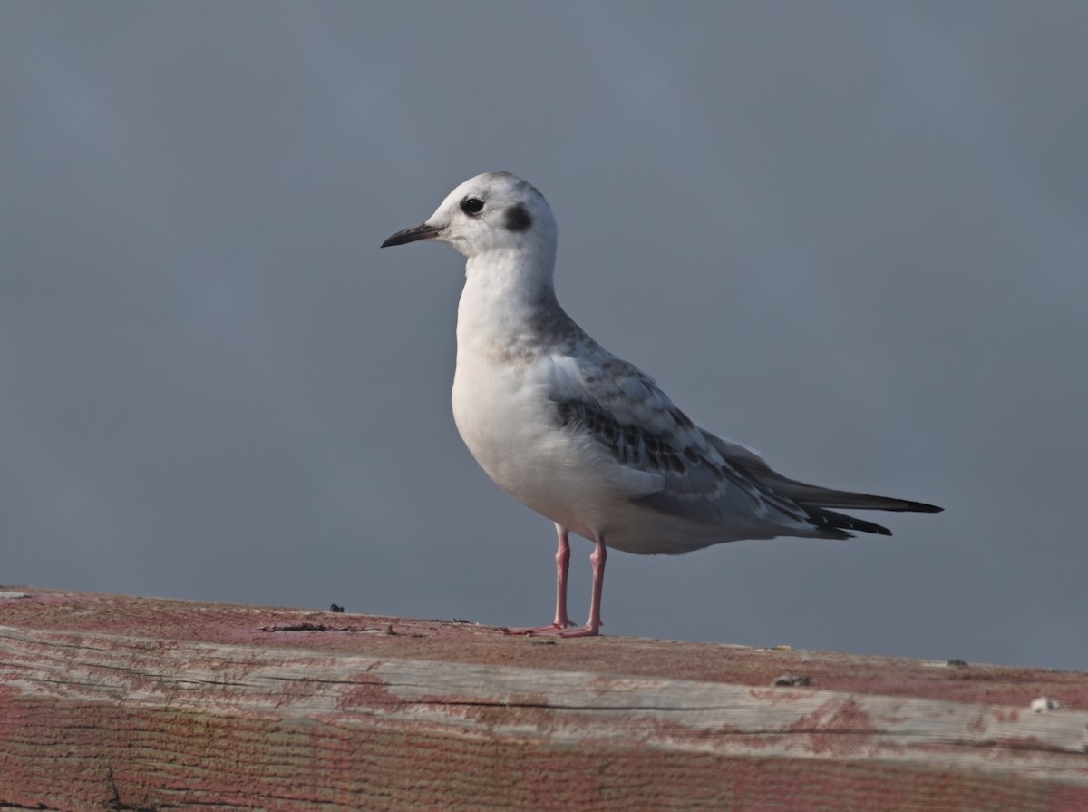 eBird Checklist - 5 Sep 2023 - HVGB--Main Dock area - 12 species