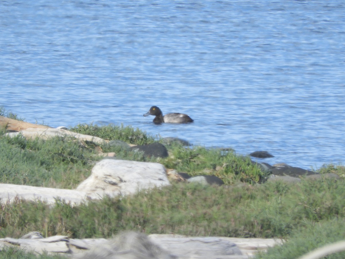 eBird Checklist - 5 Sep 2023 - Dungeness NWR - 27 species (+1 other taxa)
