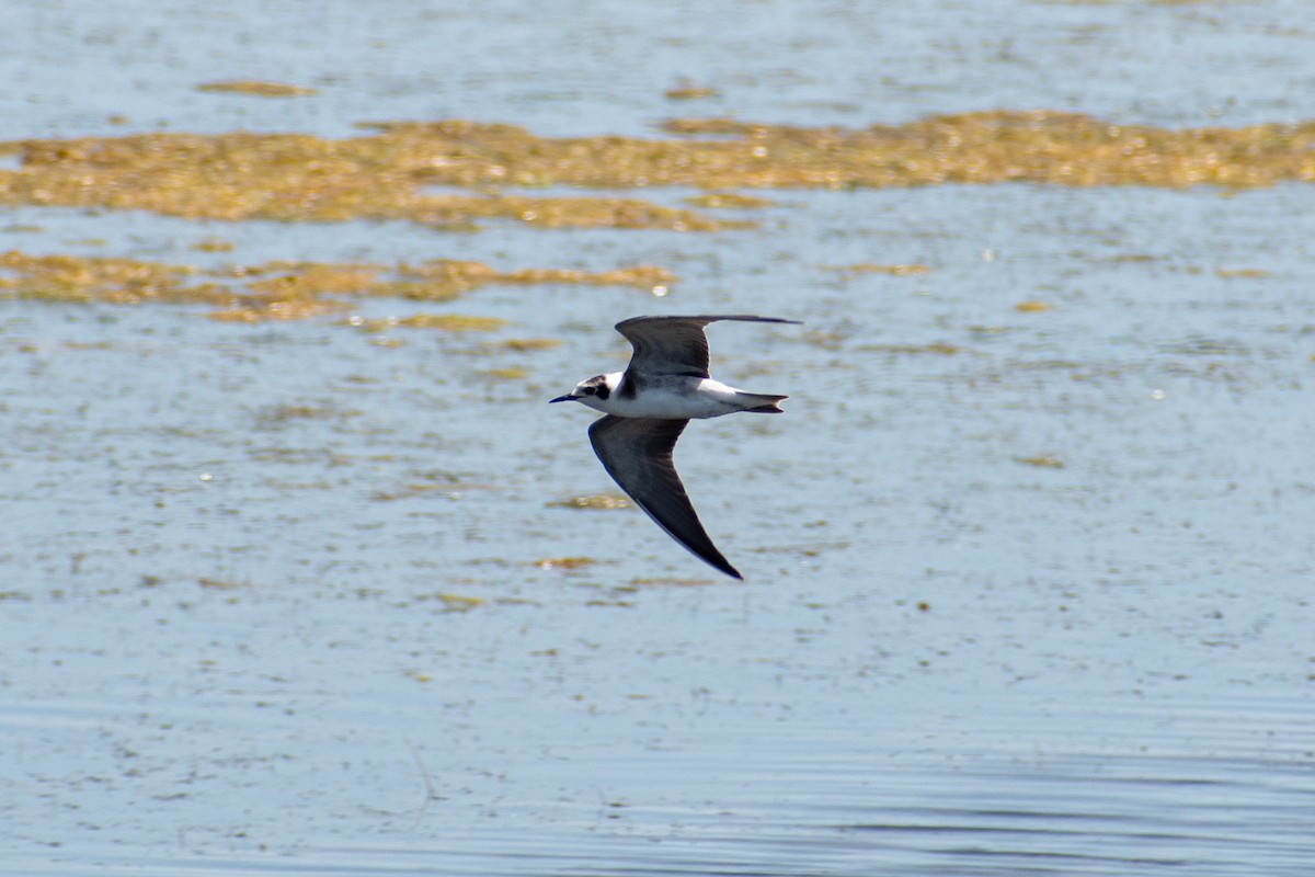 eBird Checklist - 5 Sep 2023 - Cape Romain NWR--Bulls Island - 56 ...