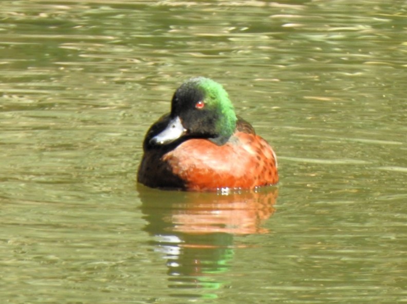 eBird Checklist - 2 Sep 2023 - Blackbutt Reserve, Newcastle - 16 species