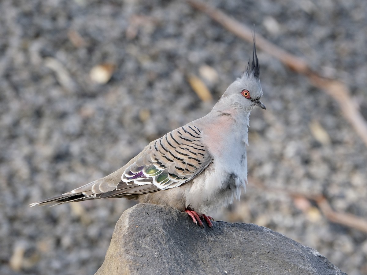 eBird Checklist - 7 Sep 2023 - Northern Memorial Park - 47 species