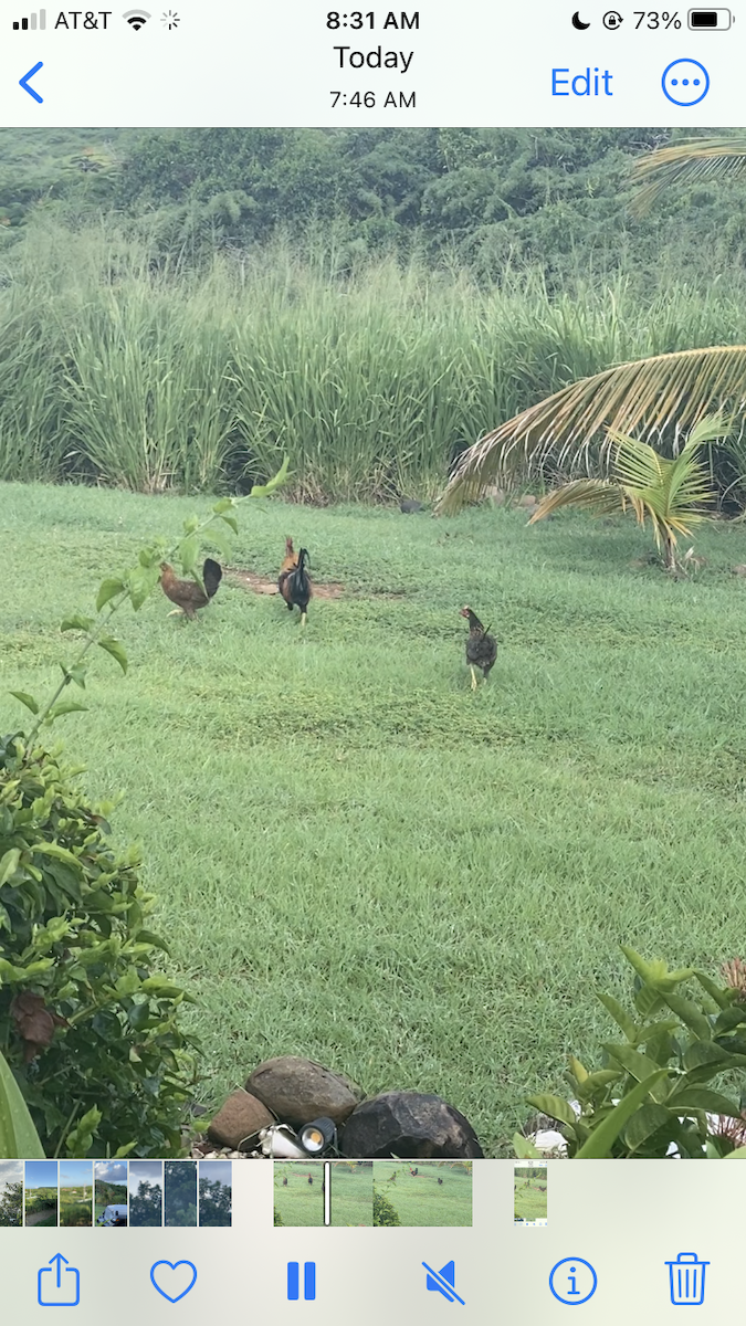 ML608577659 - Red Junglefowl (Domestic type) - Macaulay Library