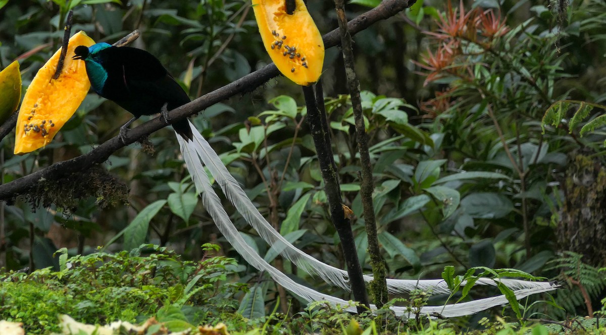 ML608580867 - Ribbon-tailed Astrapia - Macaulay Library