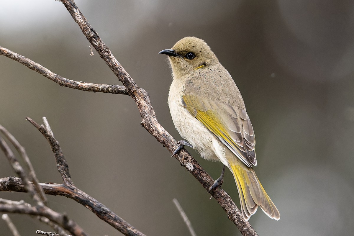 ML608604714 - Fuscous Honeyeater - Macaulay Library