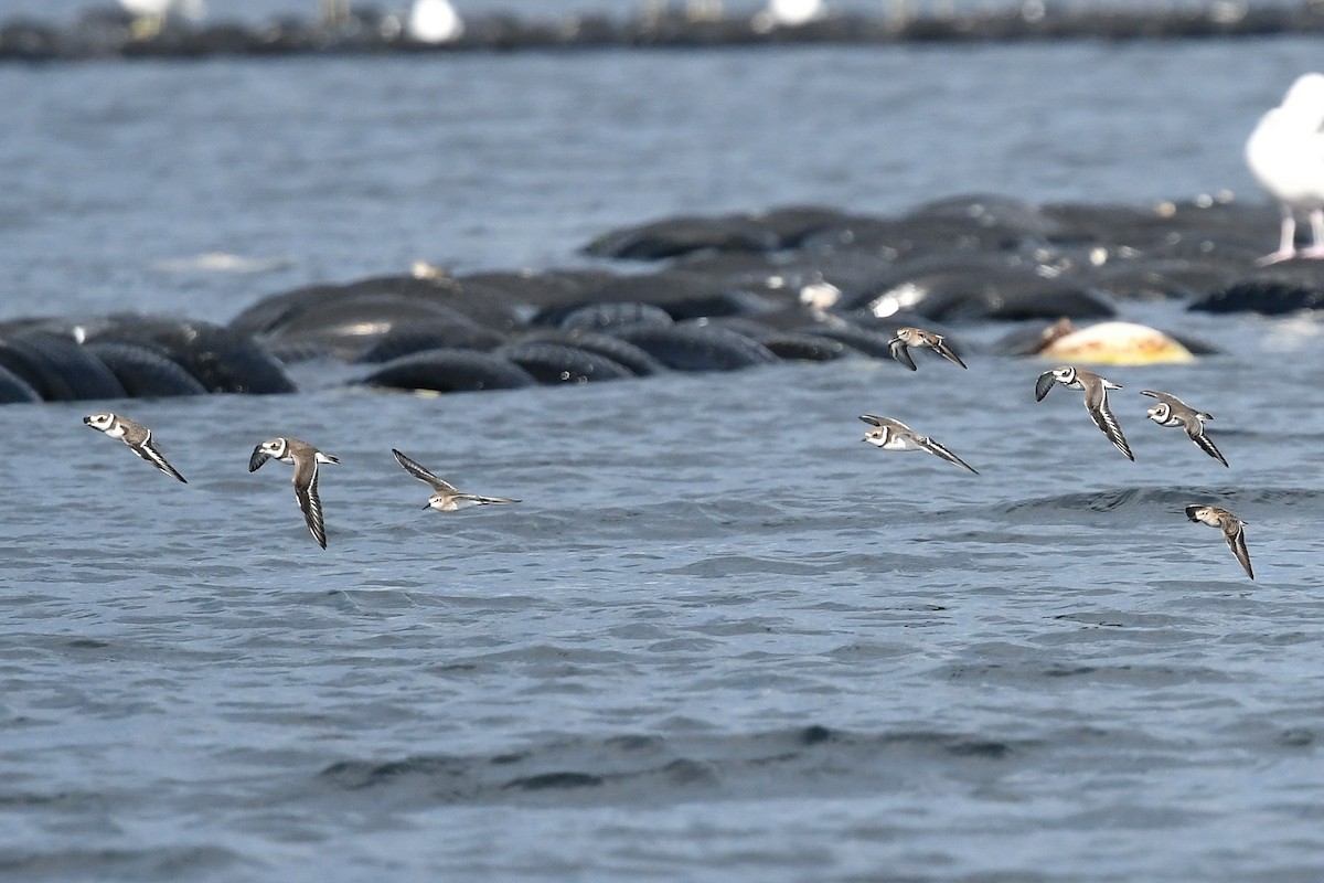 New York Breeding Bird Atlas Checklist - 7 Sep 2023 - Gilbert Brook ...