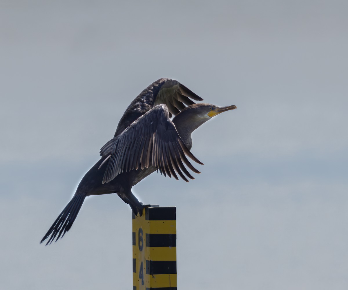 eBird Checklist - 9 Sep 2023 - Fresno WTP - 46 species