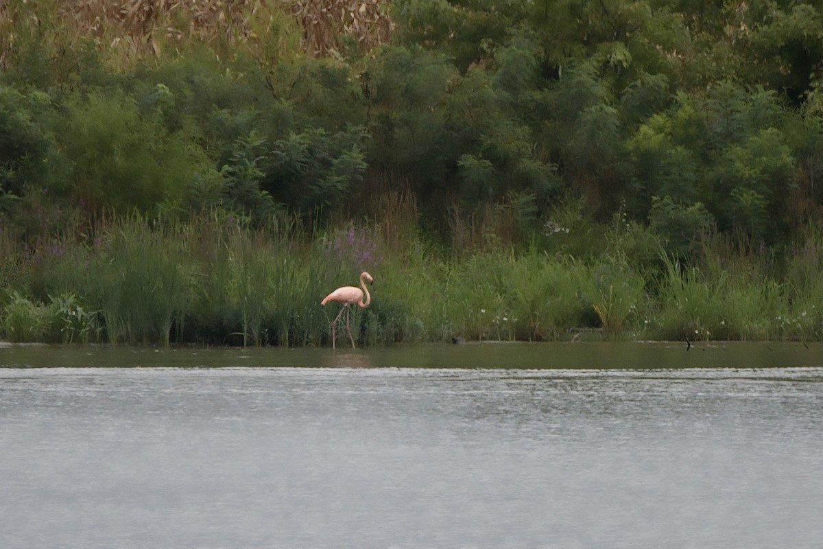 eBird Checklist - 9 Sep 2023 - stakeout American Flamingo, Gallatin Co ...