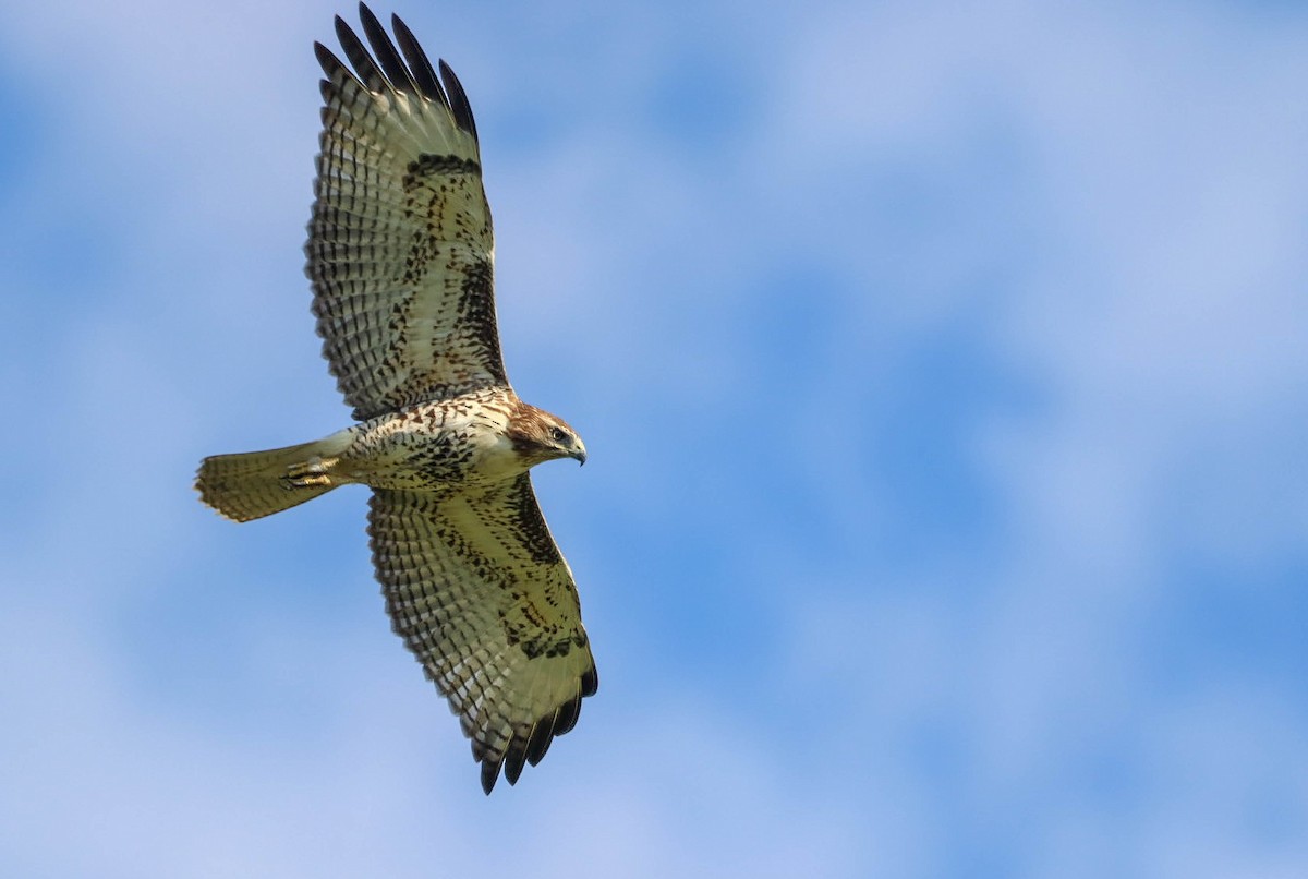 ML608667600 - Red-tailed Hawk - Macaulay Library