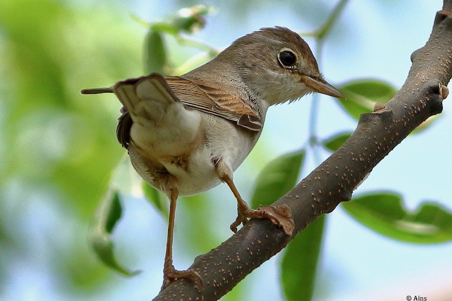 Sylvia/Curruca sp. - eBird