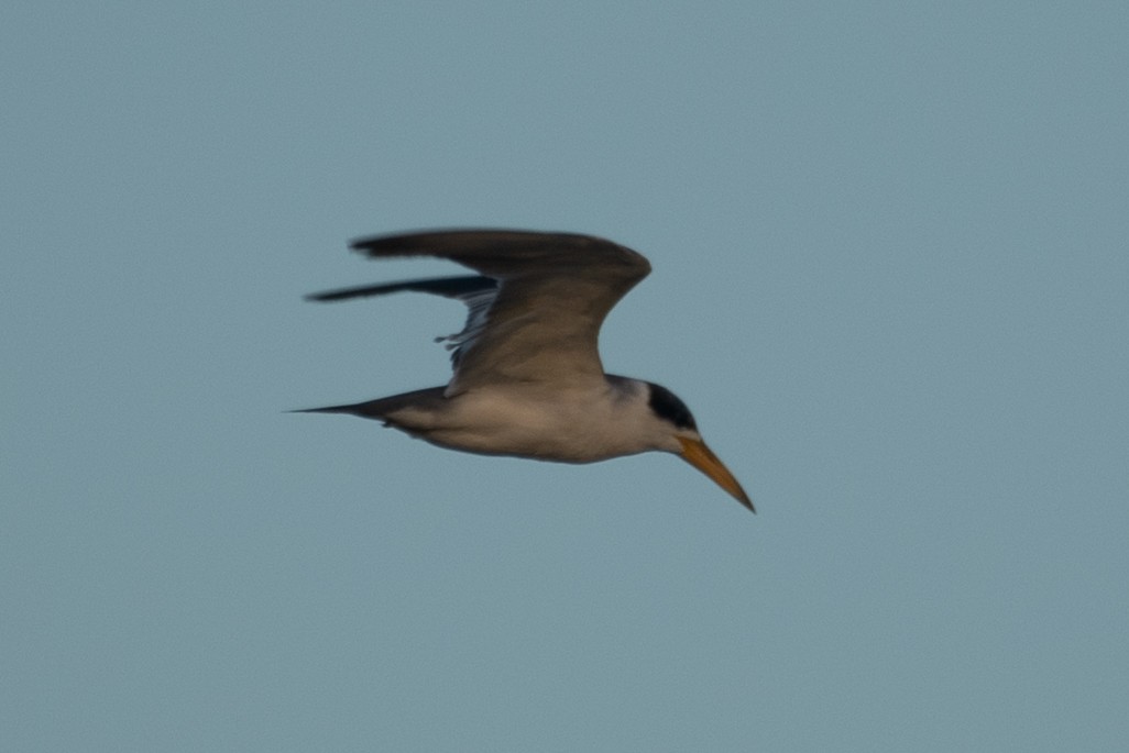 eBird Checklist - 10 Sep 2023 - Eagle Lakes Community Park - 27 species ...