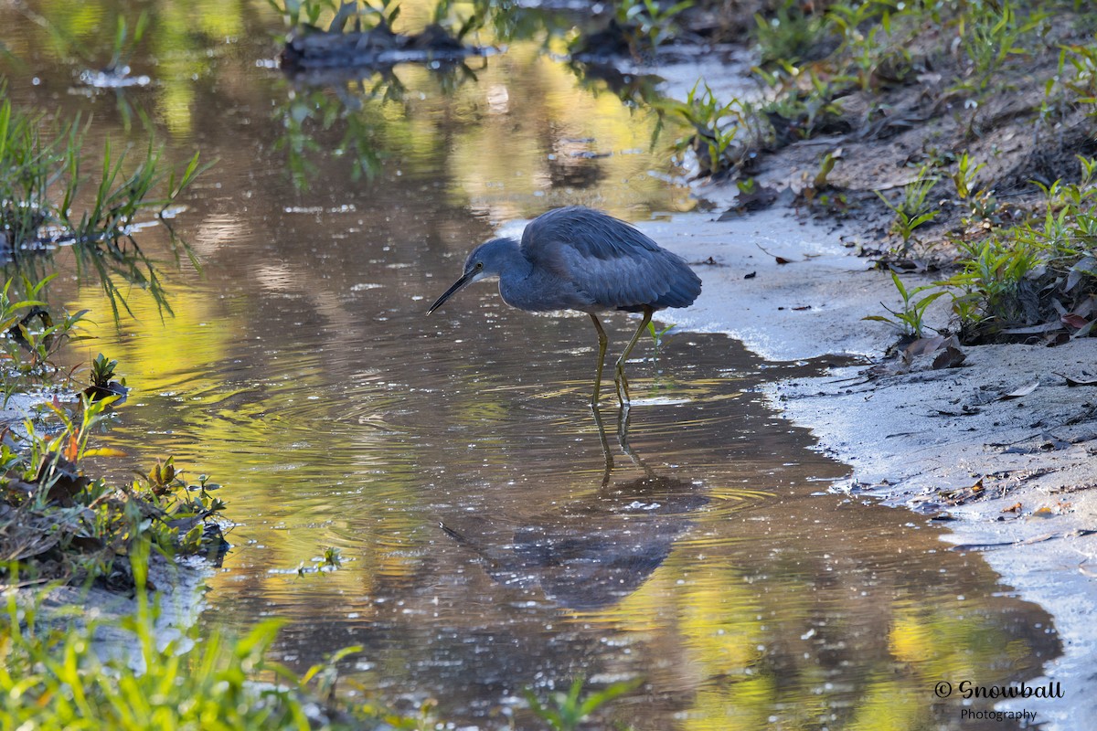 eBird Checklist - 10 Sep 2023 - Emu Green, Emu Plains - 48 species
