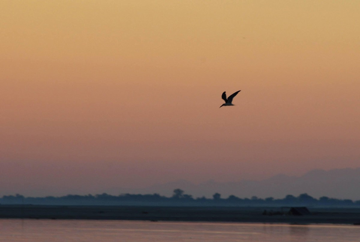 eBird Checklist - 15 Nov 2013 - Guijan Ghat & Surroundings - 1 species
