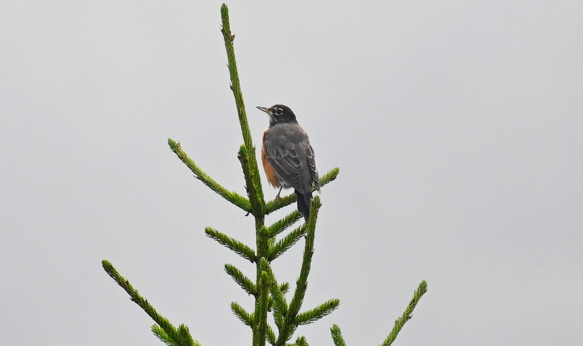 North Carolina Bird Atlas Checklist - 10 Sep 2023 - Blue Ridge Pkwy ...
