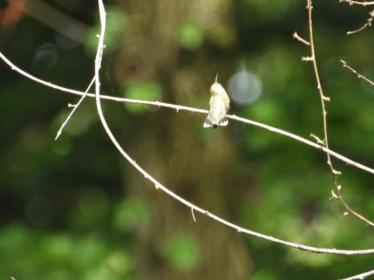 eBird Checklist - 12 Sep 2023 - Middle Creek WMA (IBA) (Lancaster Co ...