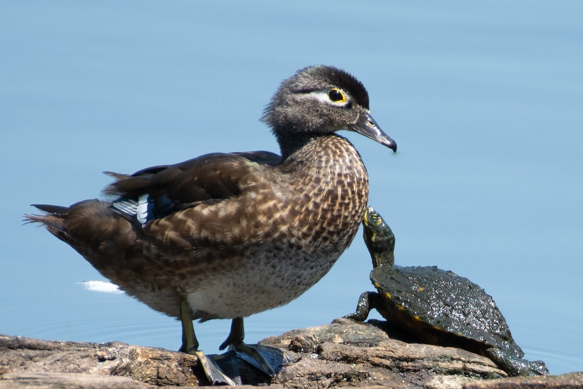 North Carolina Bird Atlas Checklist - 12 Sep 2023 - Airlie Gardens - 18 ...