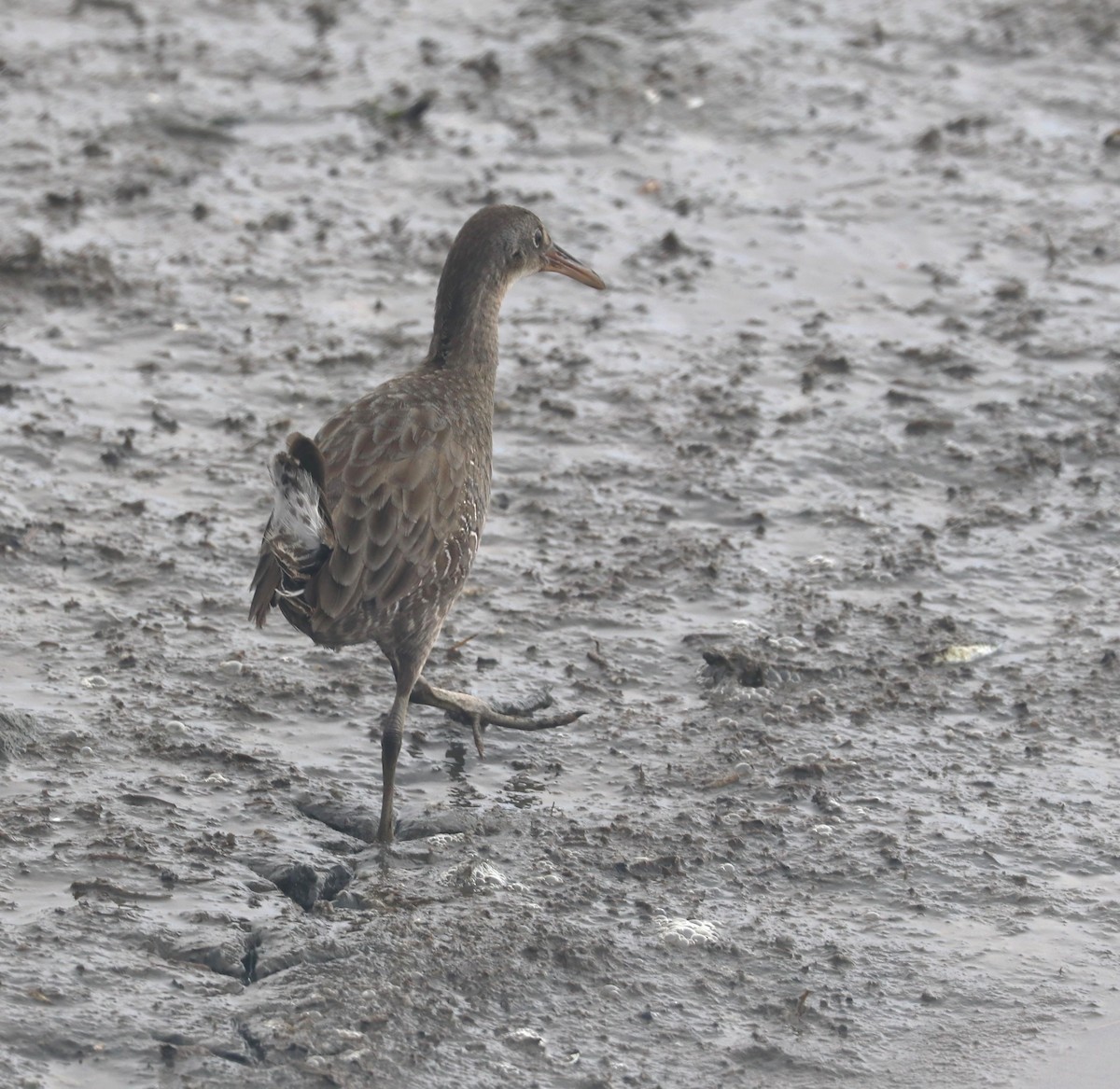 New York Breeding Bird Atlas Checklist - 9 Sep 2023 - Oceanside Marine ...