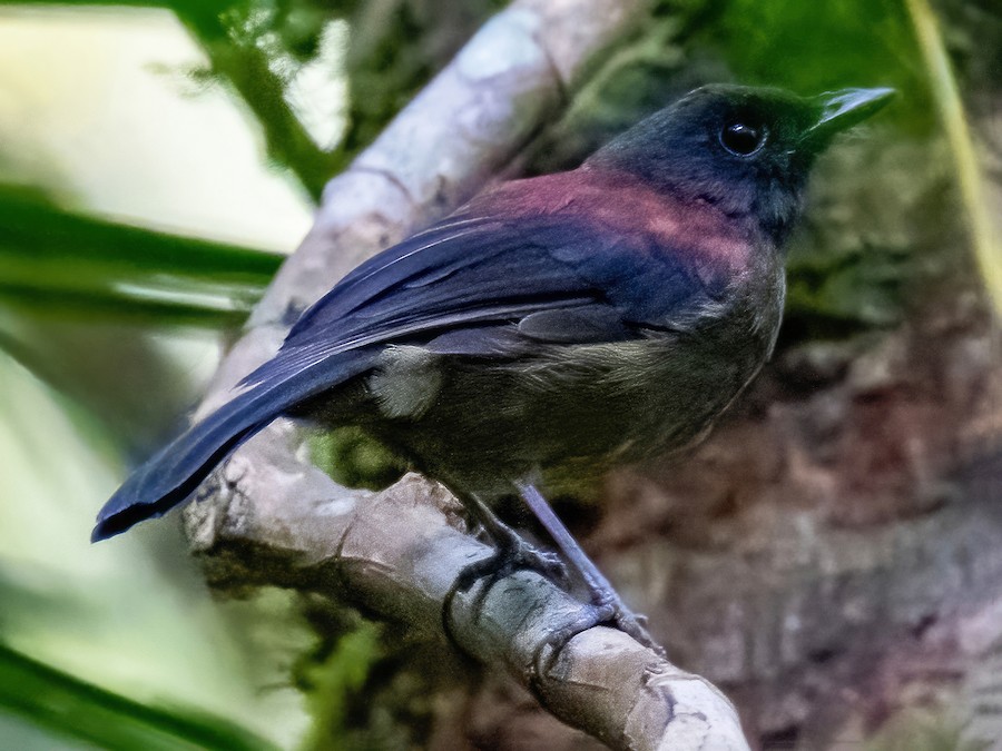 Maroon-backed Whistler - eBird