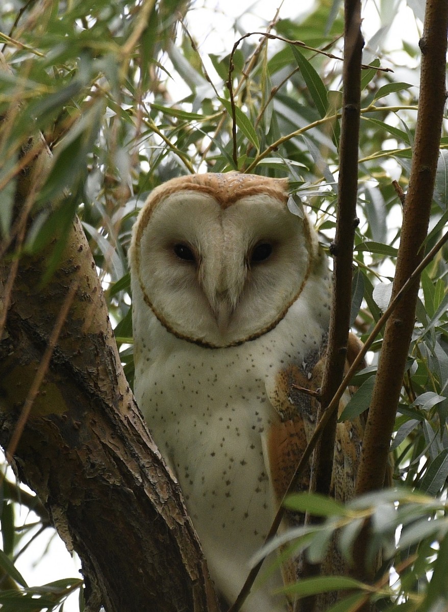 eBird Checklist - 14 Sep 2023 - Timnath Reservoir - 62 species