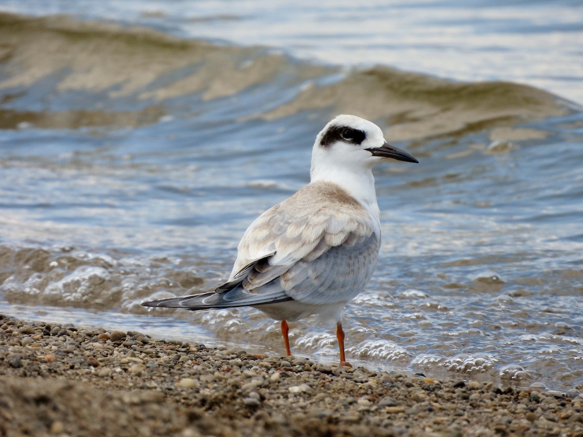 ML608835202 - Forster's Tern - Macaulay Library