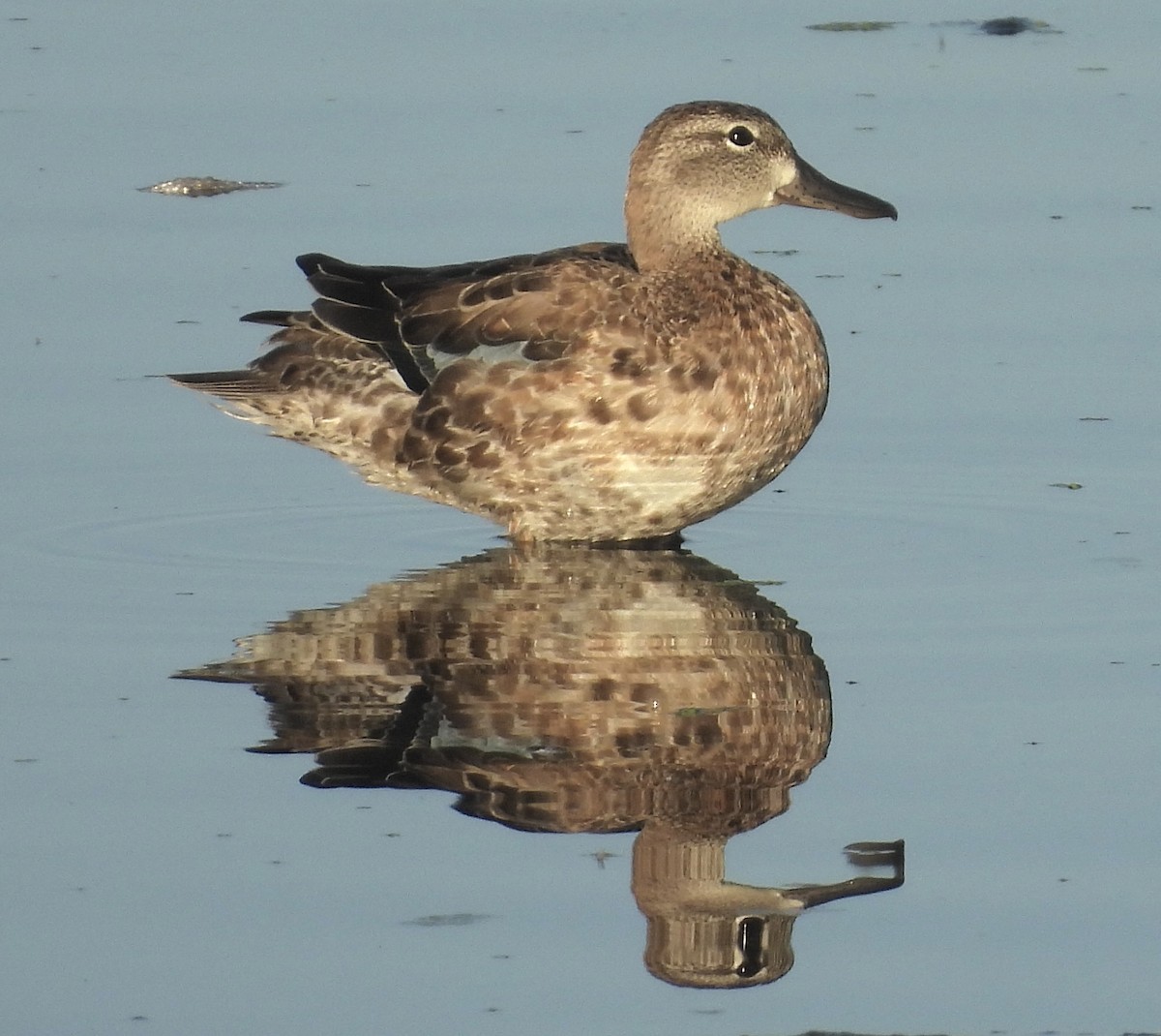 eBird Checklist - 15 Sep 2023 - Glendale Recharge Ponds - 45 species