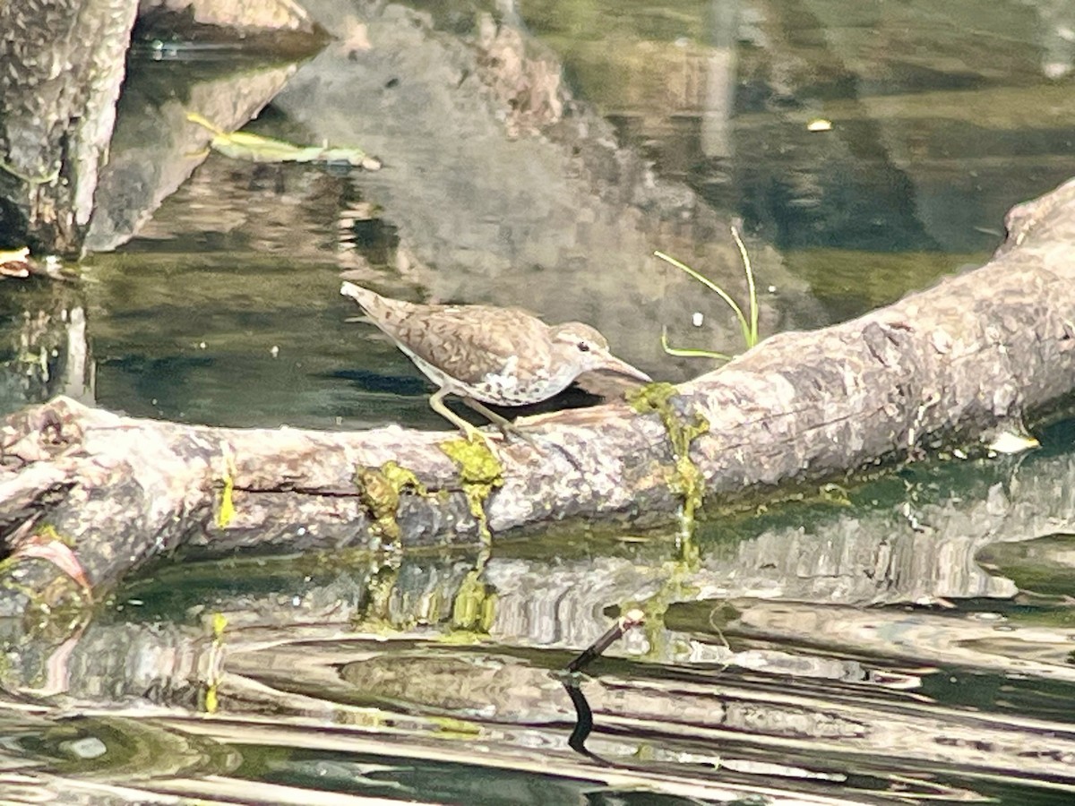 eBird Checklist - 16 Sep 2023 - Pistol River--ODOT Pullout Riparian ...