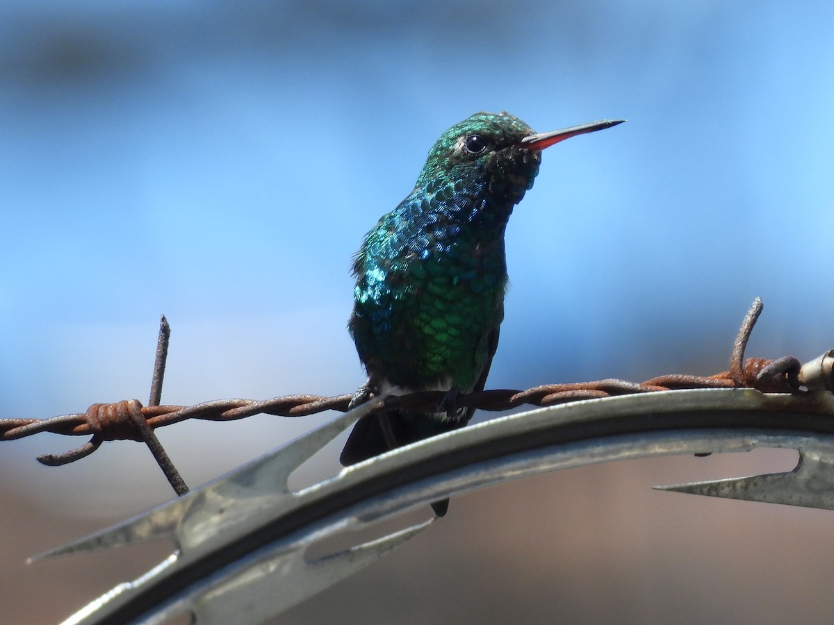 ML608904399 - Canivet's Emerald - Macaulay Library