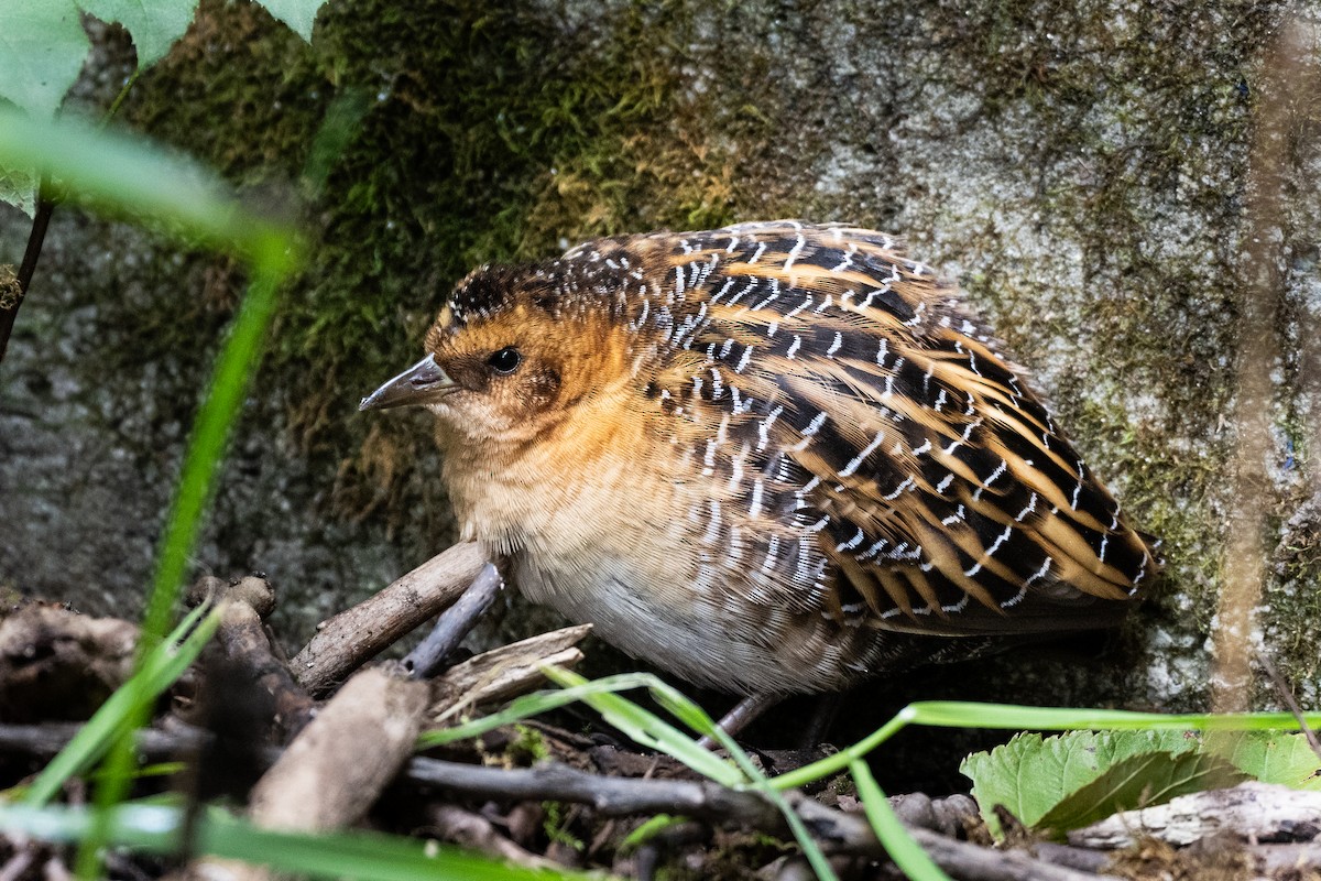 ML608904681 - Yellow Rail - Macaulay Library