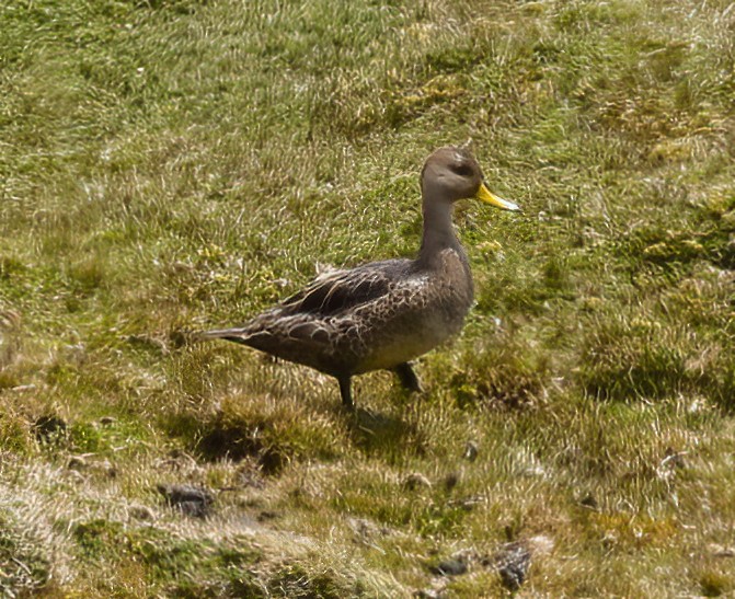 eBird Checklist - 11 Sep 2023 - Antisana Ecological Reserve - 32 species