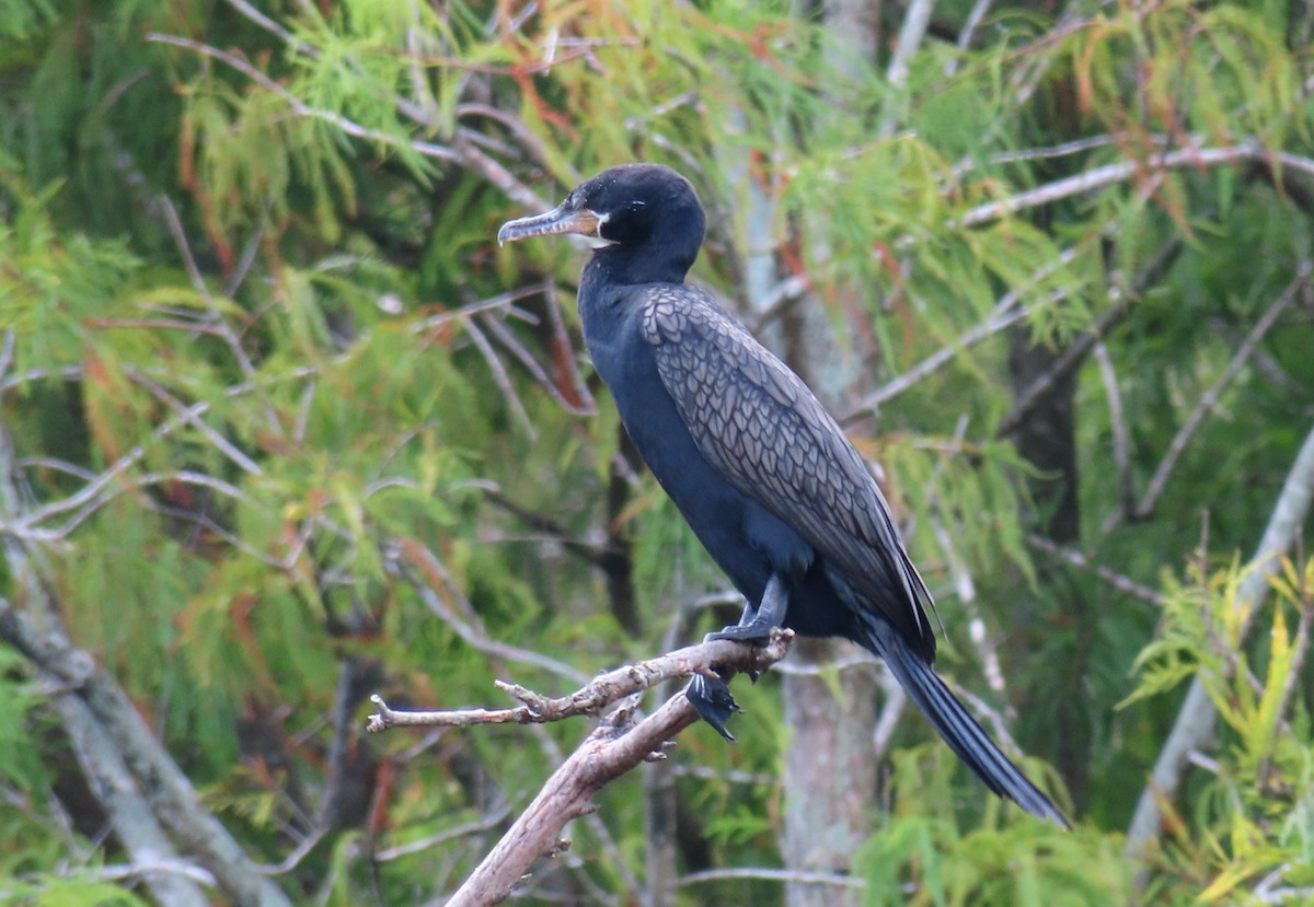 ML608940758 - Neotropic Cormorant - Macaulay Library