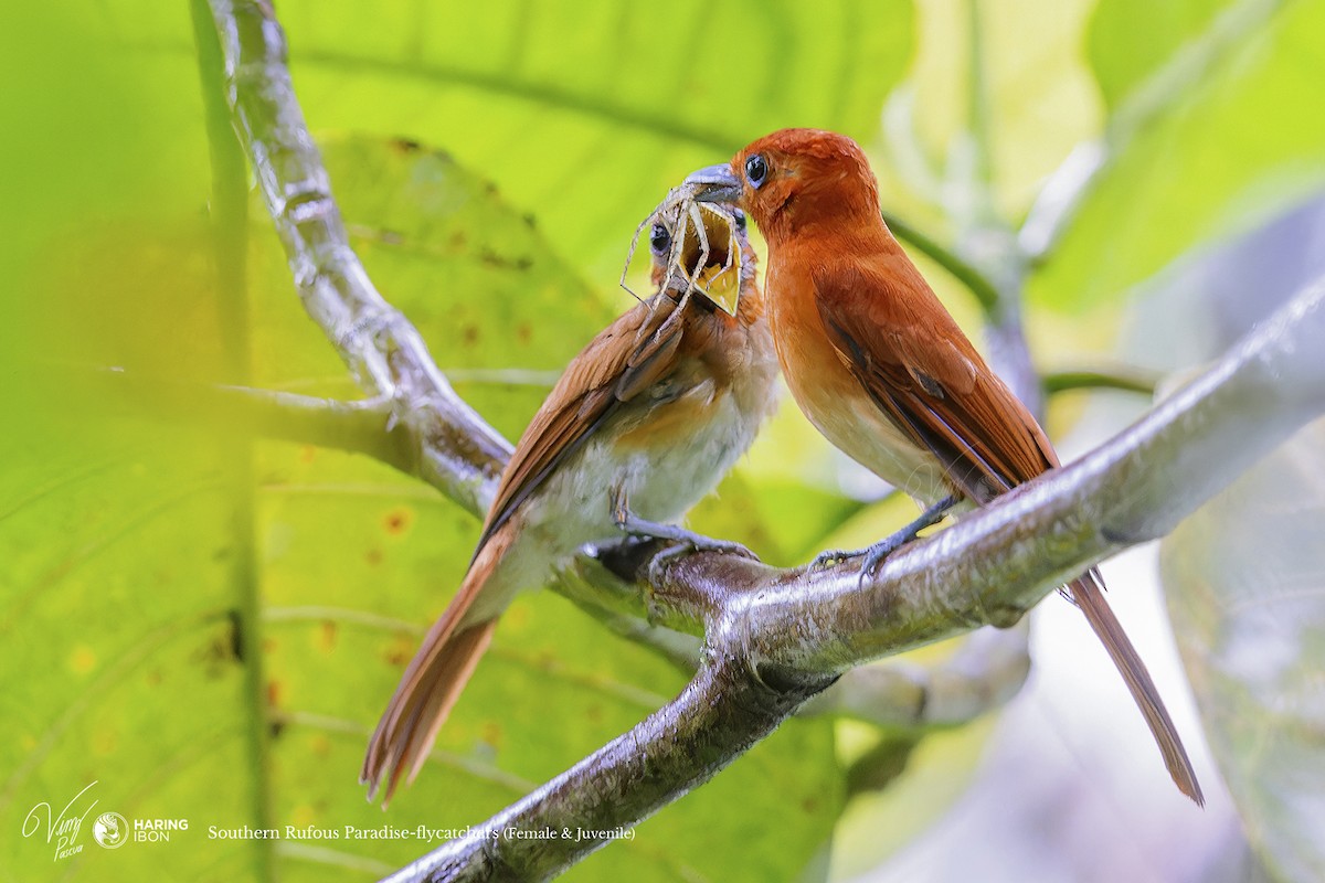 eBird Checklist - 2 Jul 2023 - Bislig lowlands--PICOP Road 42 - 46 species