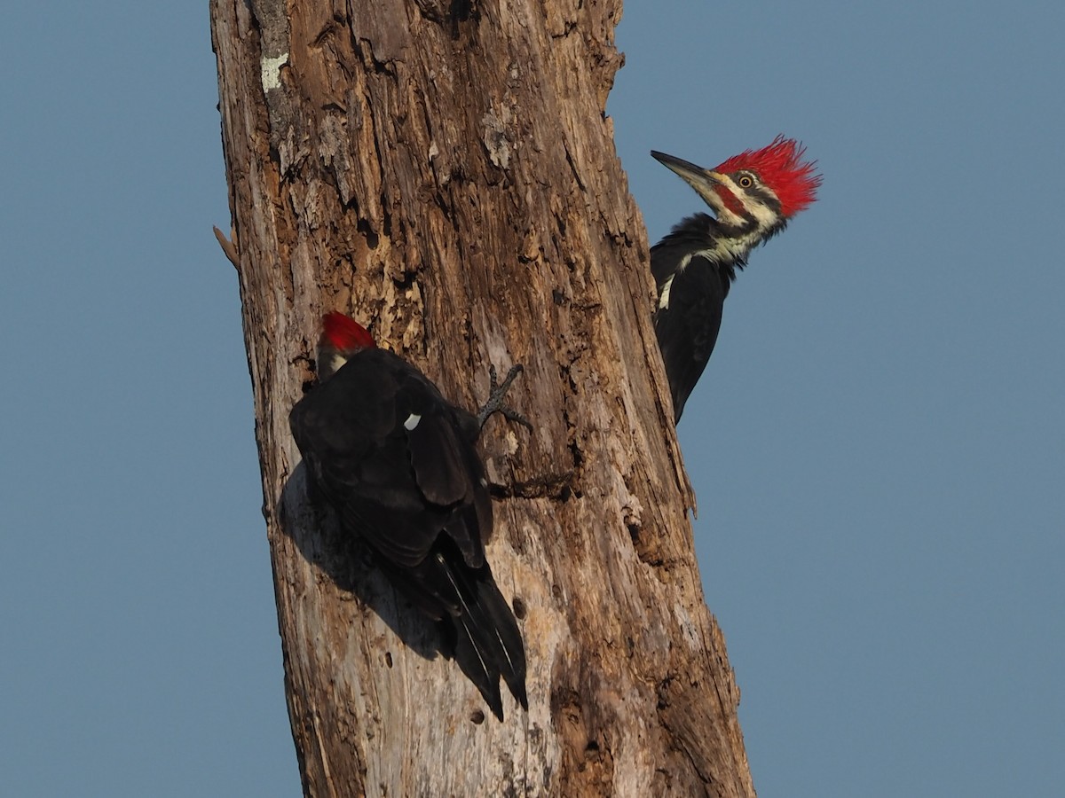 eBird Checklist - 18 Sep 2023 - Paynes Prairie Preserve SP--Bolen Bluff ...