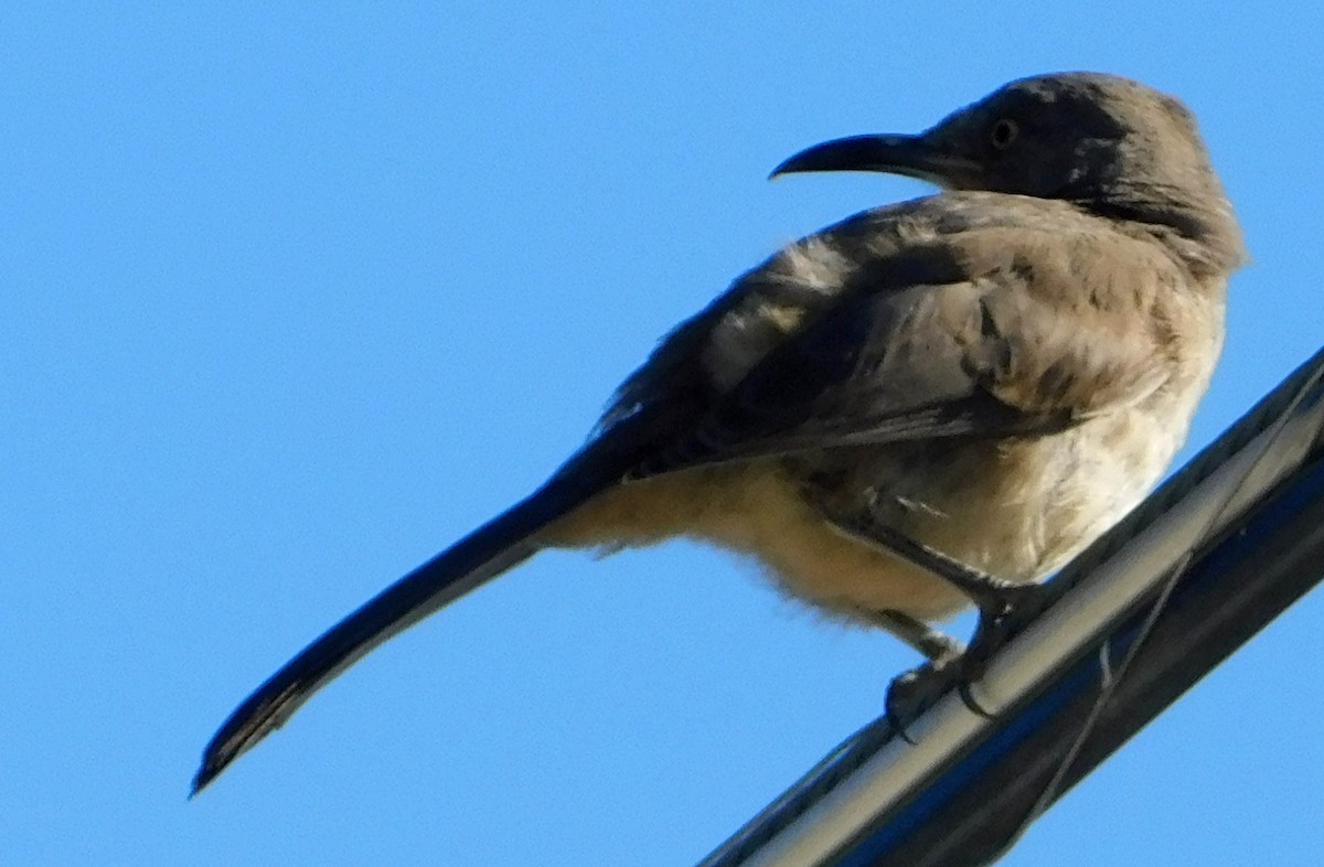 eBird Checklist - 18 Sep 2023 - My backyard - 7 species