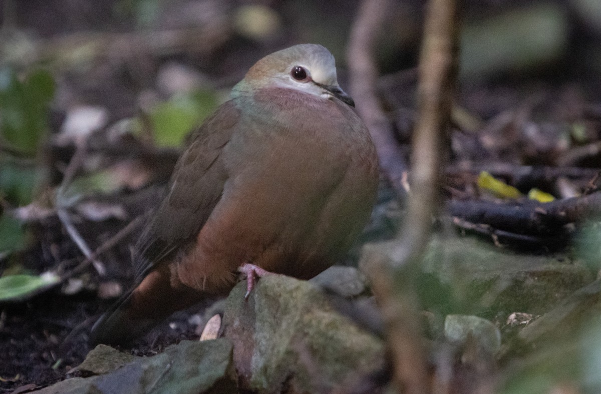 eBird Checklist - 16 Sep 2023 - Table Mountain NP --Nursery Ravine ...