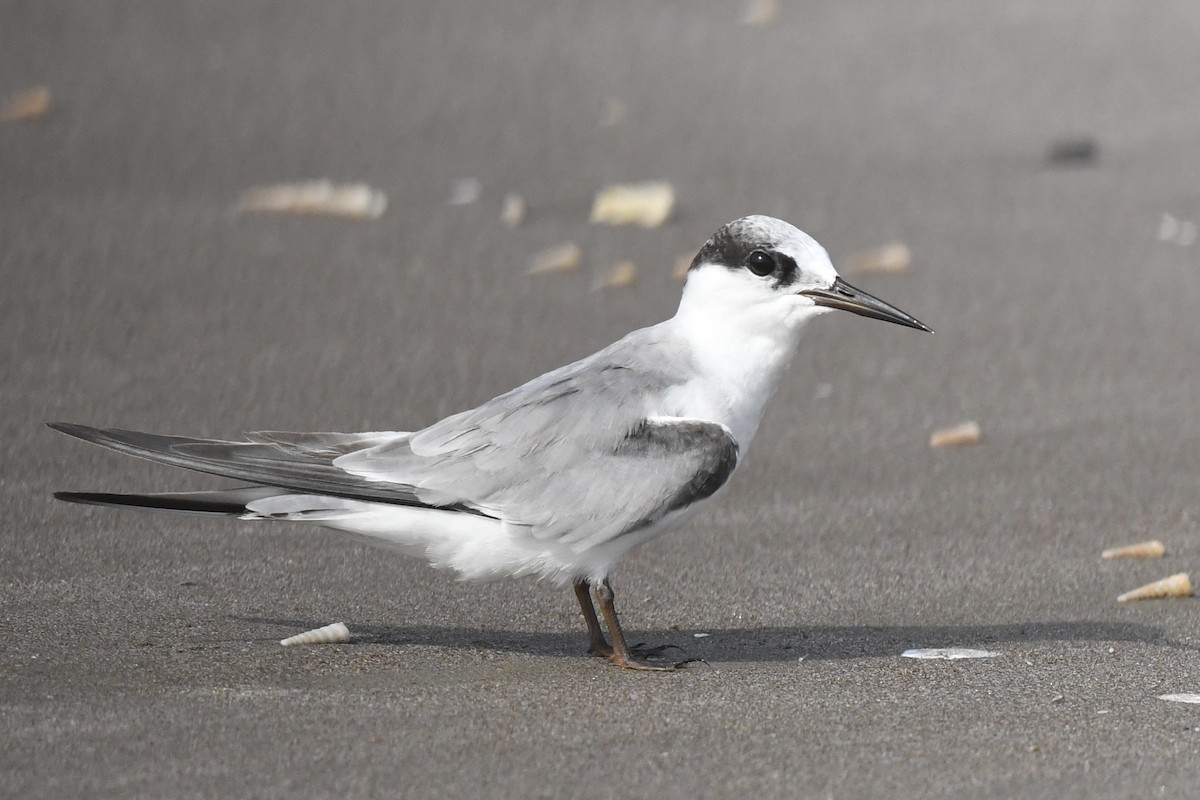 ML609046755 - Little Tern - Macaulay Library