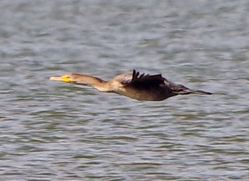 eBird Checklist - 14 Sep 2023 - Shenango Reservoir--Golden Run - 9 species