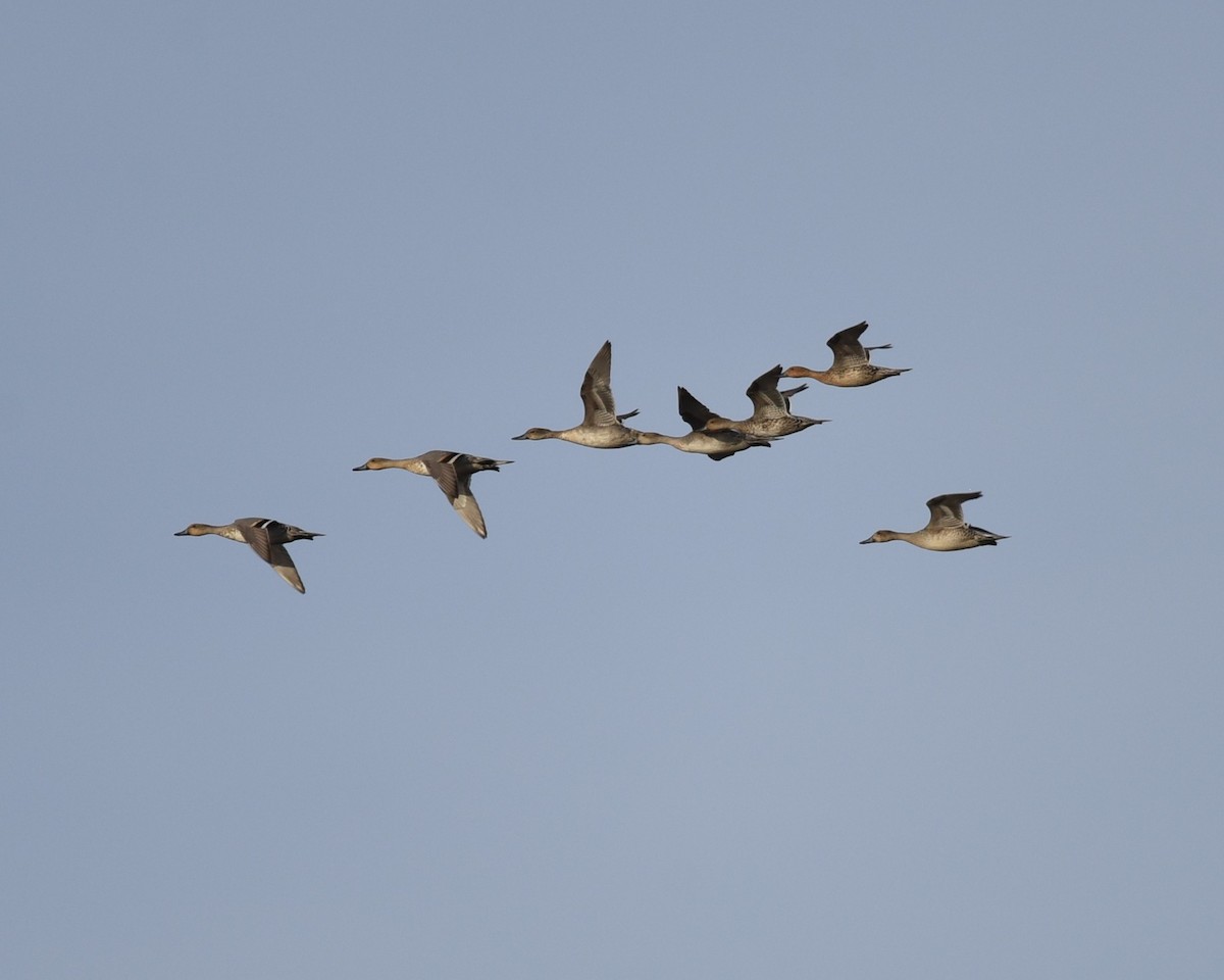 eBird Checklist - 21 Sep 2023 - Prime Hook NWR--Dike Trail (formerly ...