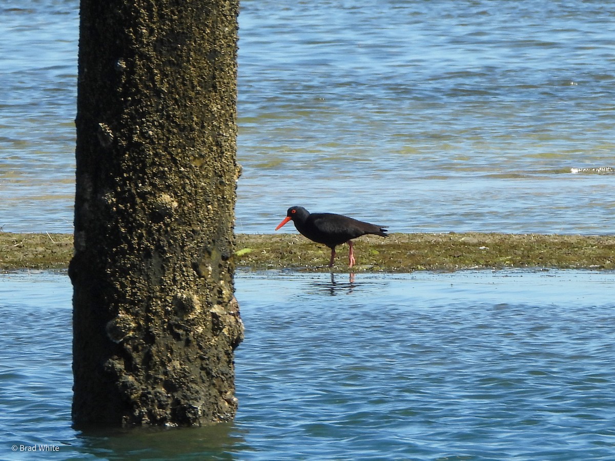 eBird Checklist - 23 Sep 2023 - Warneet channel AU-VIC (-38.2543,145. ...