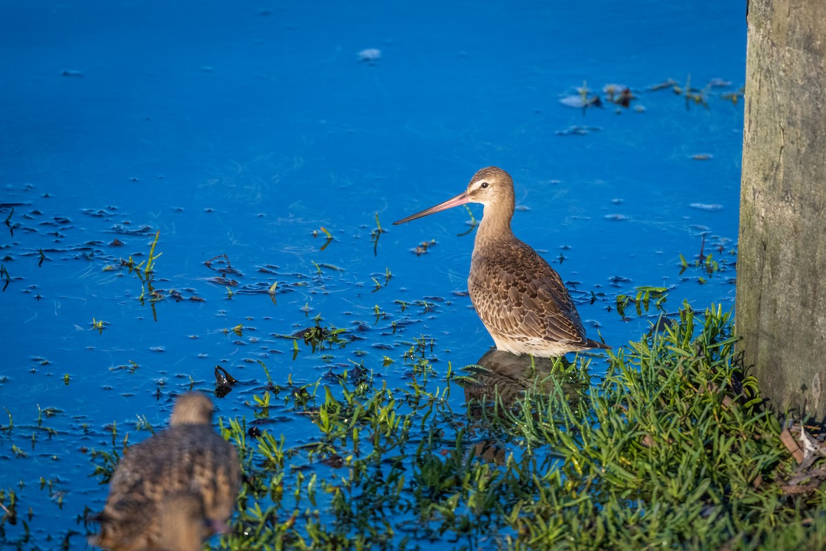 eBird Checklist - 22 Sep 2023 - Tokeland--marina - 7 species