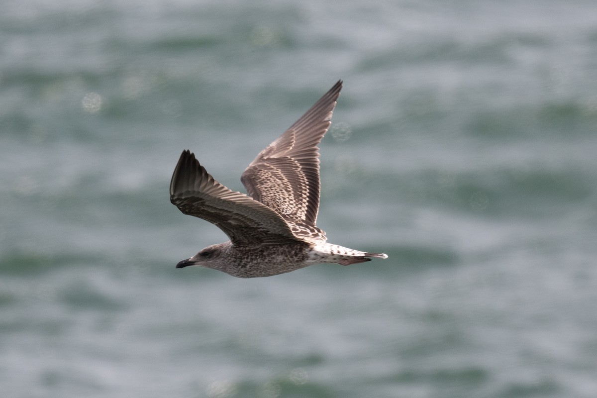 eBird Checklist - 15 Sep 2023 - BHI--Georges Island - 21 species