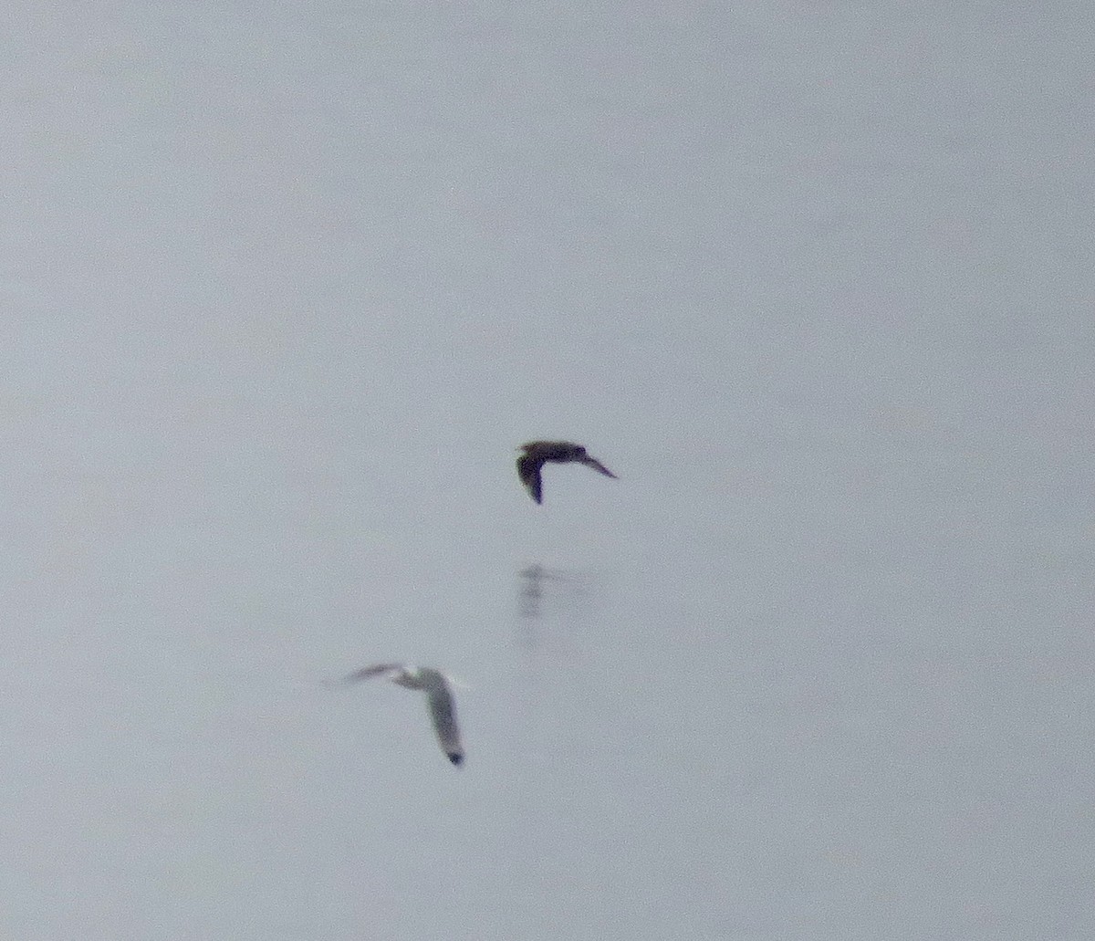 eBird Checklist - 23 Sep 2023 - Corp Road A, Republican City US-NE 40. ...