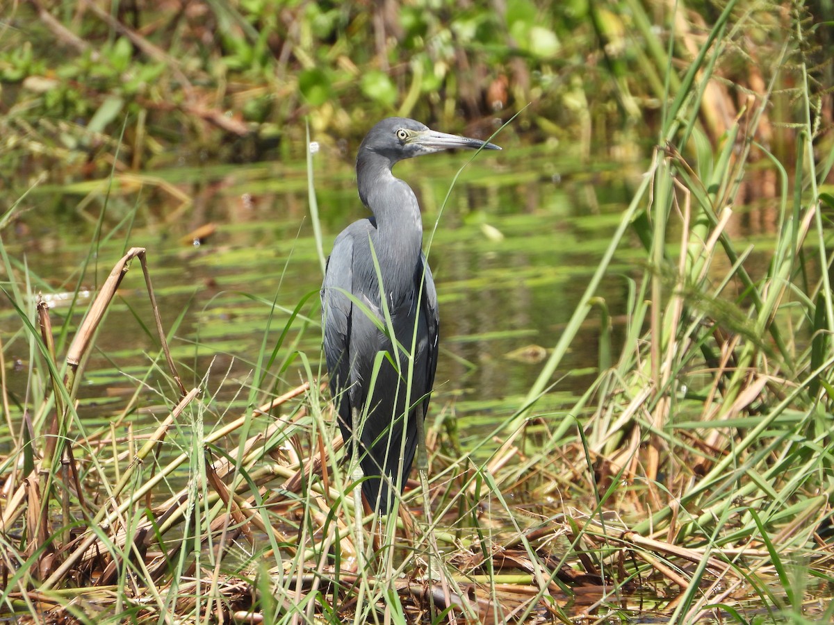 eBird Checklist - 24 Sep 2023 - Holey Land WMA (Palm Beach County) - 23 ...
