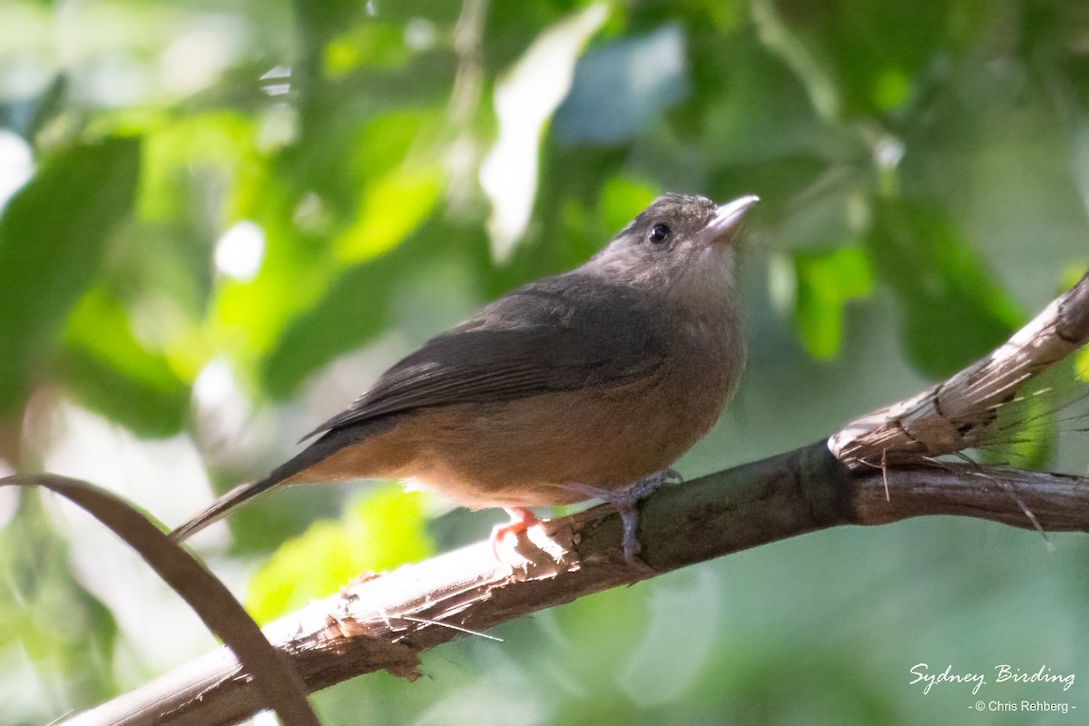 eBird Checklist - 17 Sep 2023 - Bundjalung National Park, Woody Head AU ...