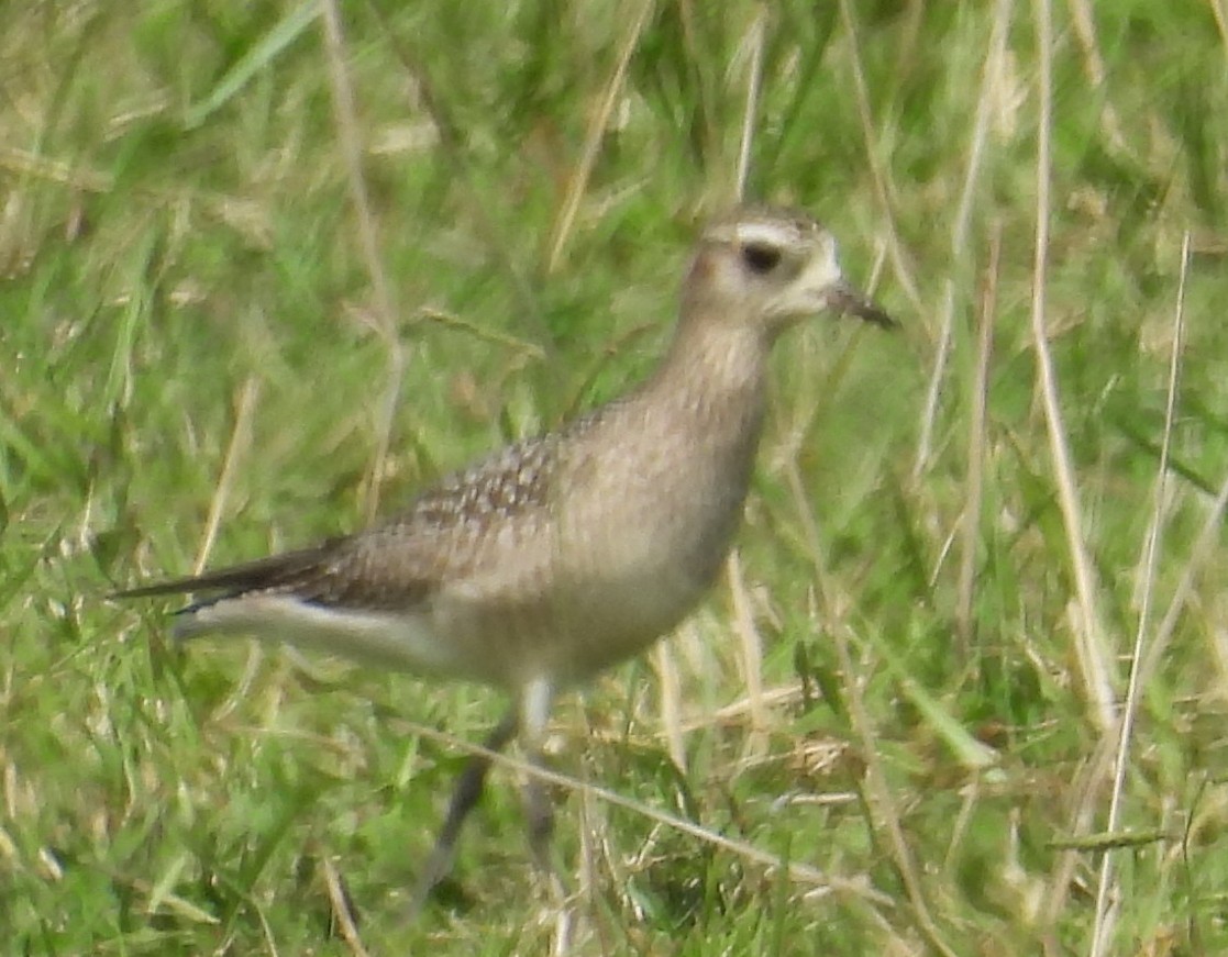 North Carolina Bird Atlas Checklist - 24 Sep 2023 - Concord United ...