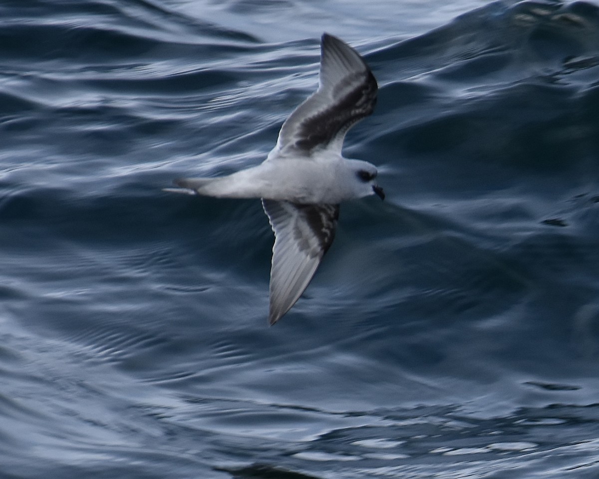 eBird Checklist - 21 Sep 2023 - Fork-tailed Storm Petrel - 1 species