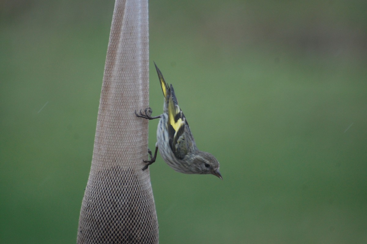 eBird Checklist - 20 Apr 2009 - Lewis Rd- Private Residence - 9 species